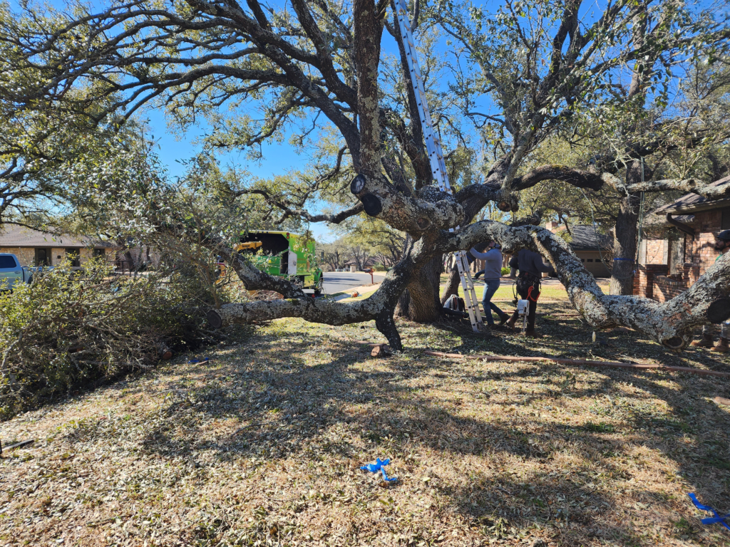 Tree Service | Tree Removal | Trimming | North Richland Hills TX - Wise ...