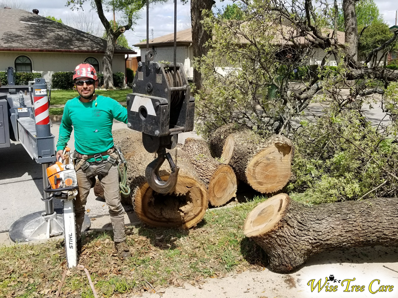 Celebrating the Spirit of the 4th of July - Wise Tree Care, Inc.